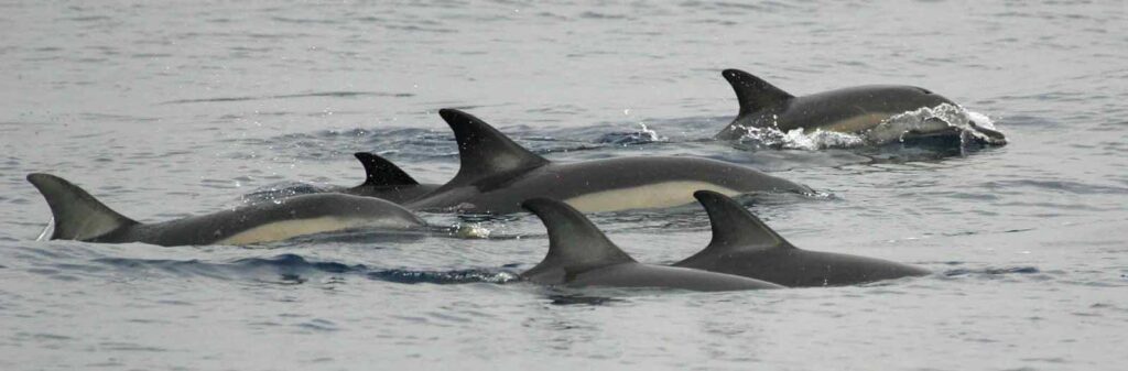 common dolphin – Oceanomare Delphis
