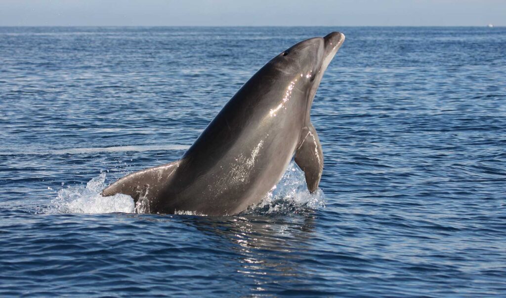 bottlenose dolphin – Oceanomare Delphis