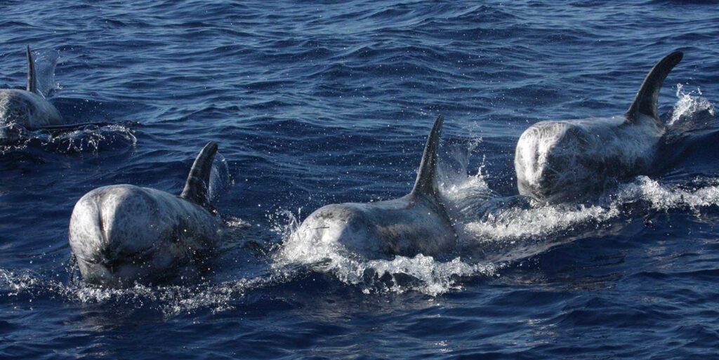 risso’s dolphin – Oceanomare Delphis